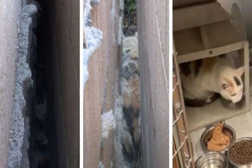 Viral: un gato queda atrapado entre dos paredes y lo rescatan en una ...